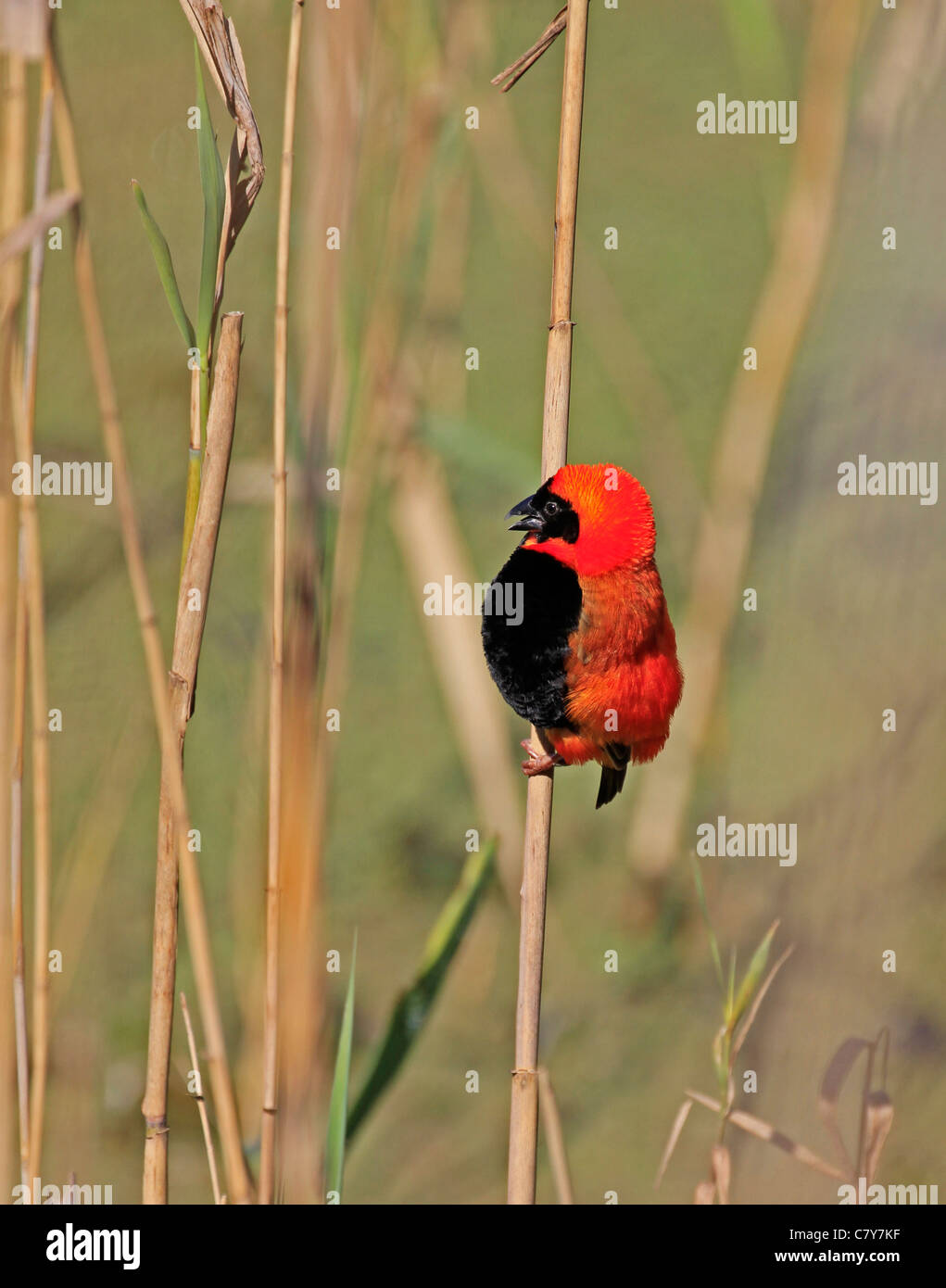 Red bishop bird hi-res stock photography and images - Alamy