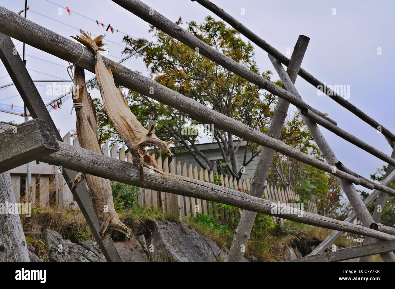 Hanging cod fish hi-res stock photography and images - Alamy