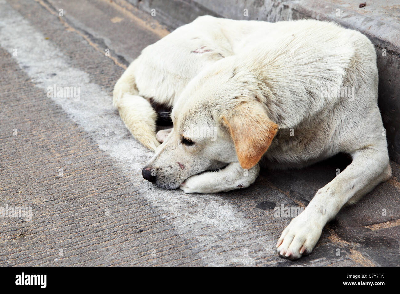 Homeless stray dog laying at urban road Stock Photo - Alamy