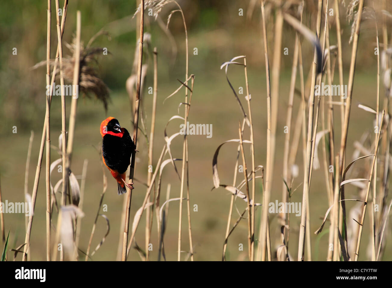 Red Bishop Bird Stock Photos & Red Bishop Bird Stock Images - Alamy