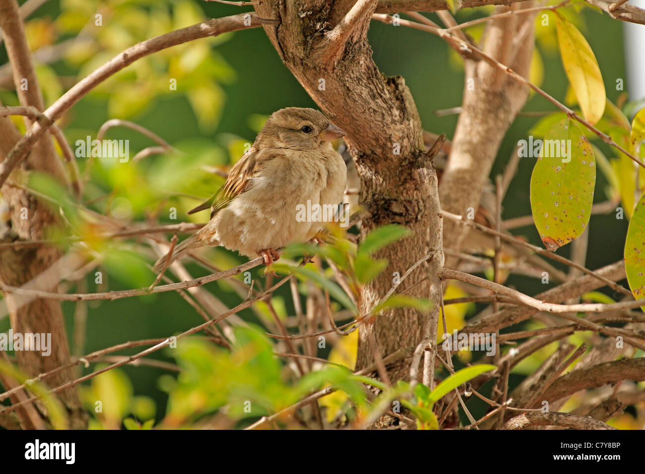 Small bird in tree in the garden at Spier Wine Farm near Stellenbosch ...