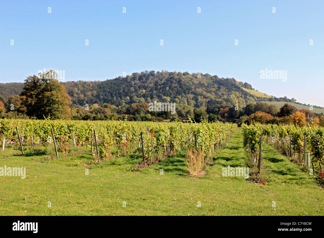 Denbies Estate vineyard and winery on the chalk slopes of the north ...
