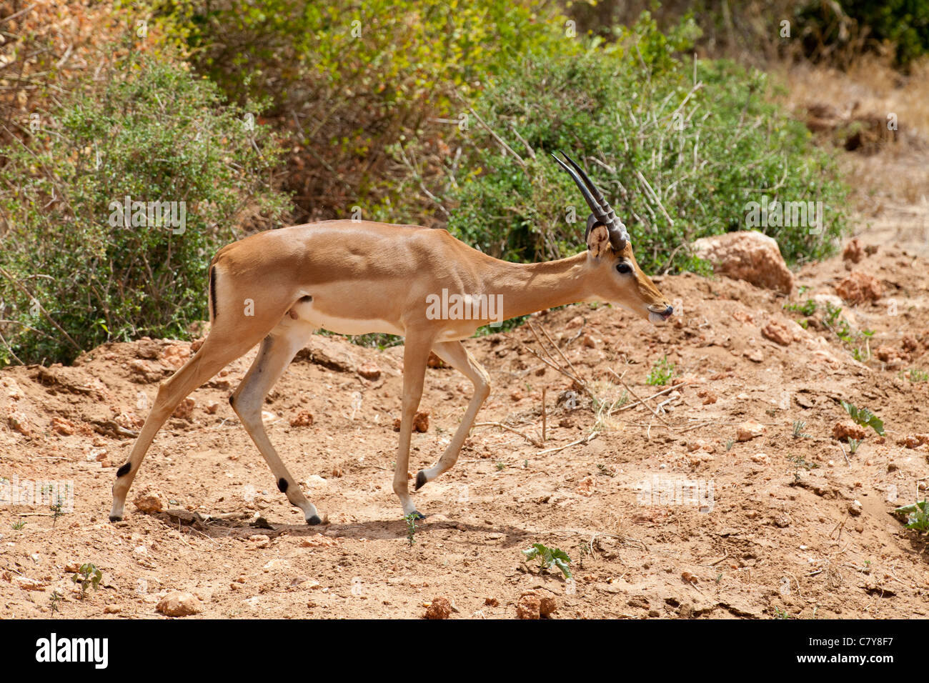 Bull impala with does hi-res stock photography and images - Alamy