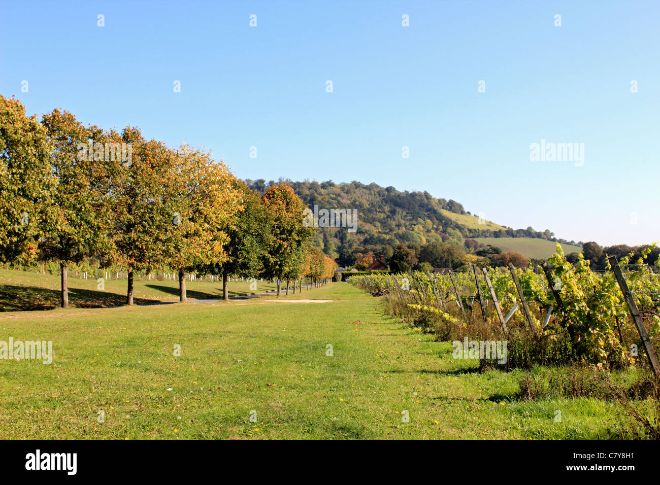 Denbies Estate vineyard and winery on the chalk slopes of the north ...