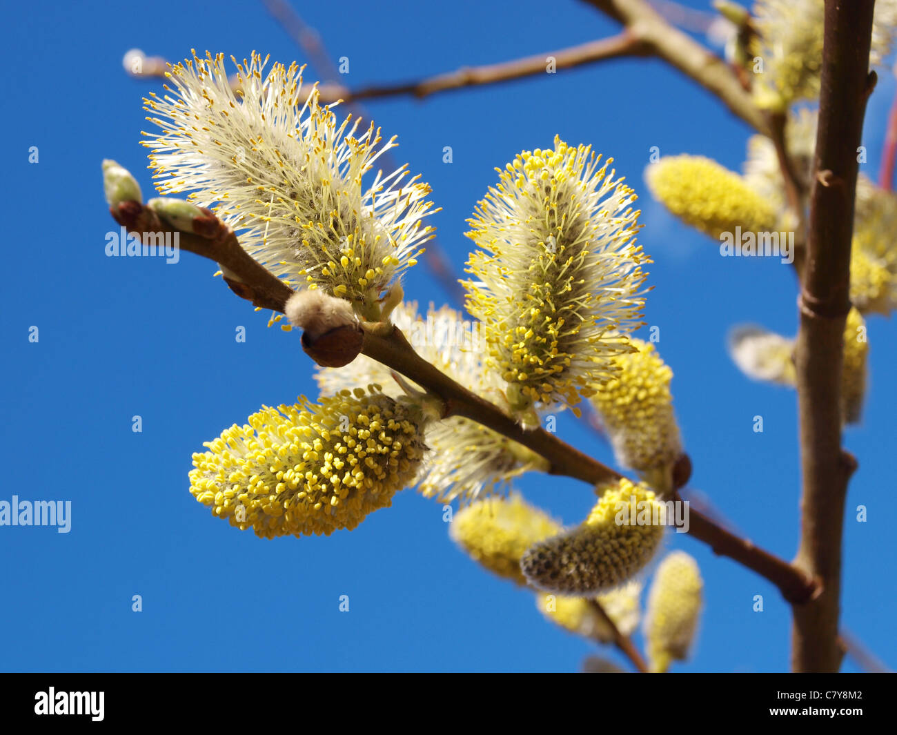 The willow shell hi-res stock photography and images - Alamy