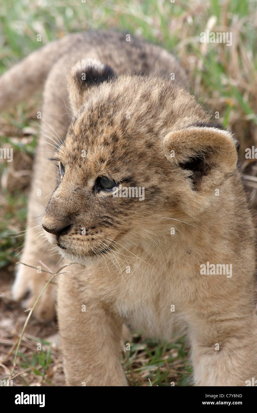 Lion baby cub (Panthera leo) exploring the savanna for the first time ...