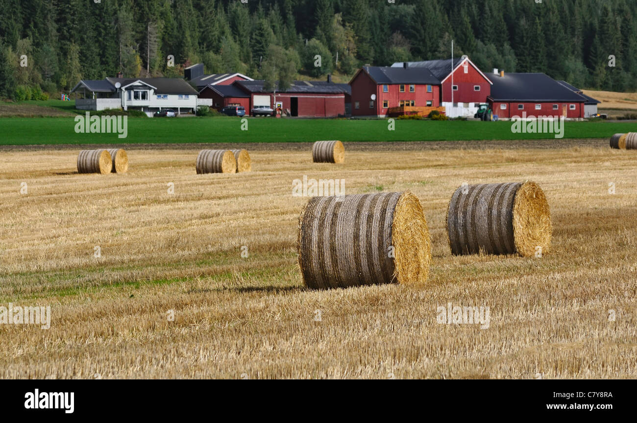 Golden hay bales hi-res stock photography and images - Alamy