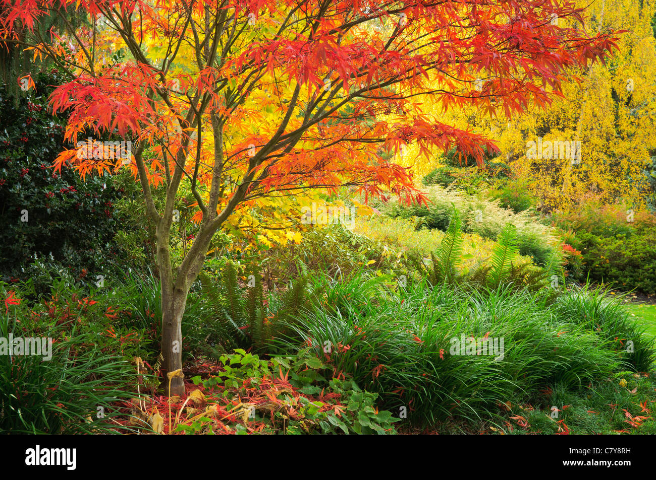 Maple trees in fall color at Kubota Japanese Garden, Seattle ...