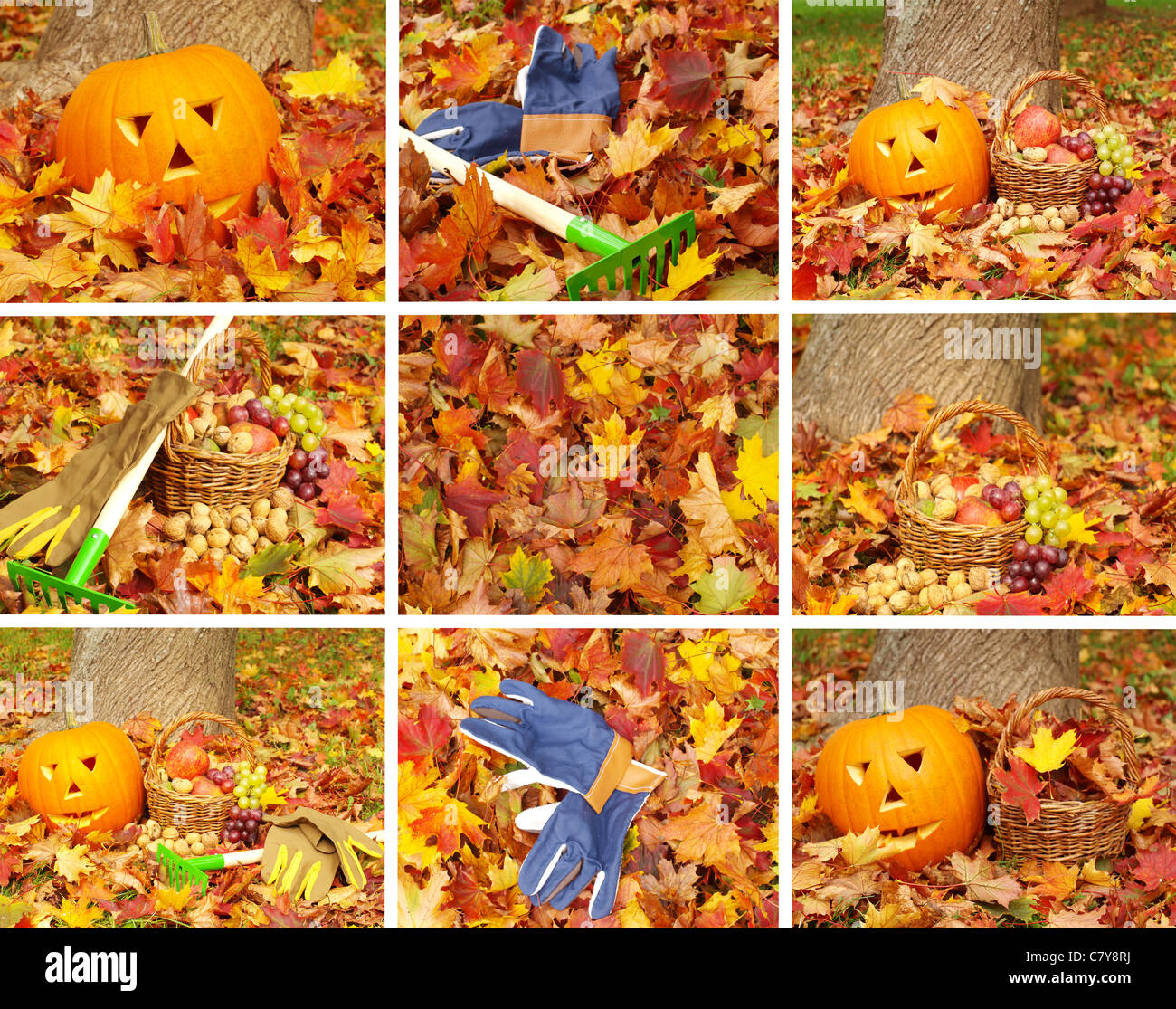 Collection leaves hi-res stock photography and images - Alamy