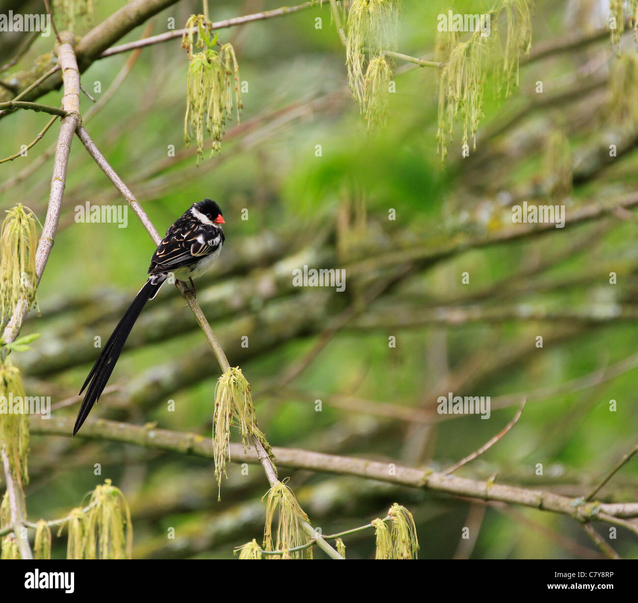 Pin tailed whydah vidua macroura hi-res stock photography and images ...