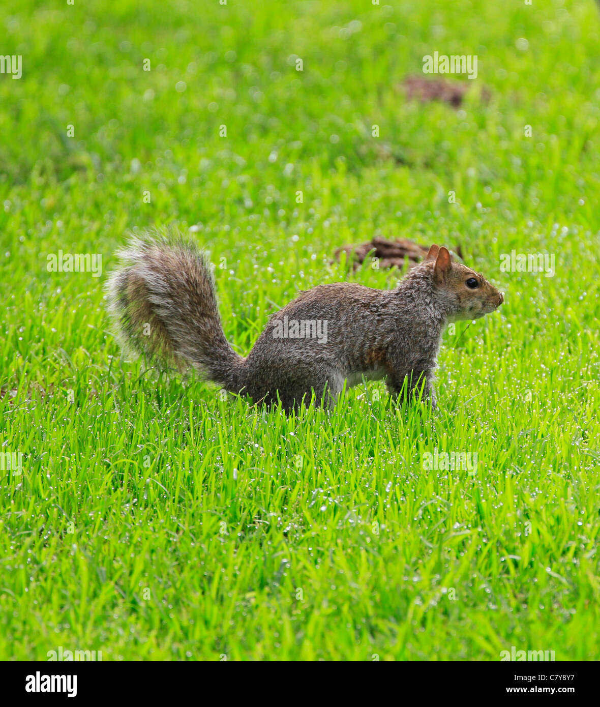 Squirrel in the grounds of Spier wine farm in Stellenbosch Stock Photo ...