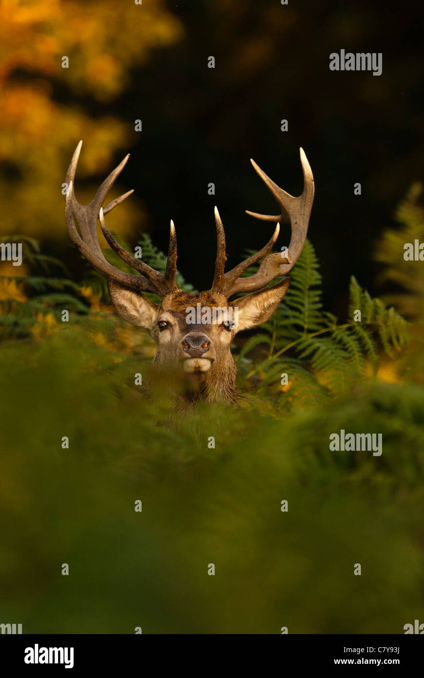 Rutting ground hi-res stock photography and images - Alamy