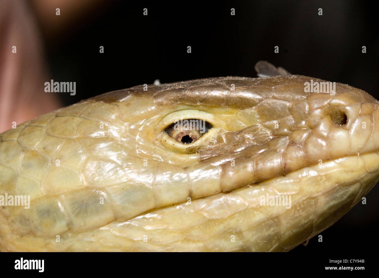 Dragon snake hi-res stock photography and images - Alamy