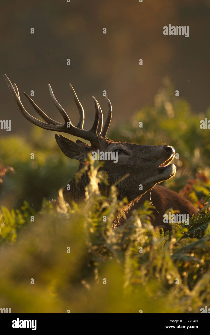 Rutting ground hi-res stock photography and images - Alamy