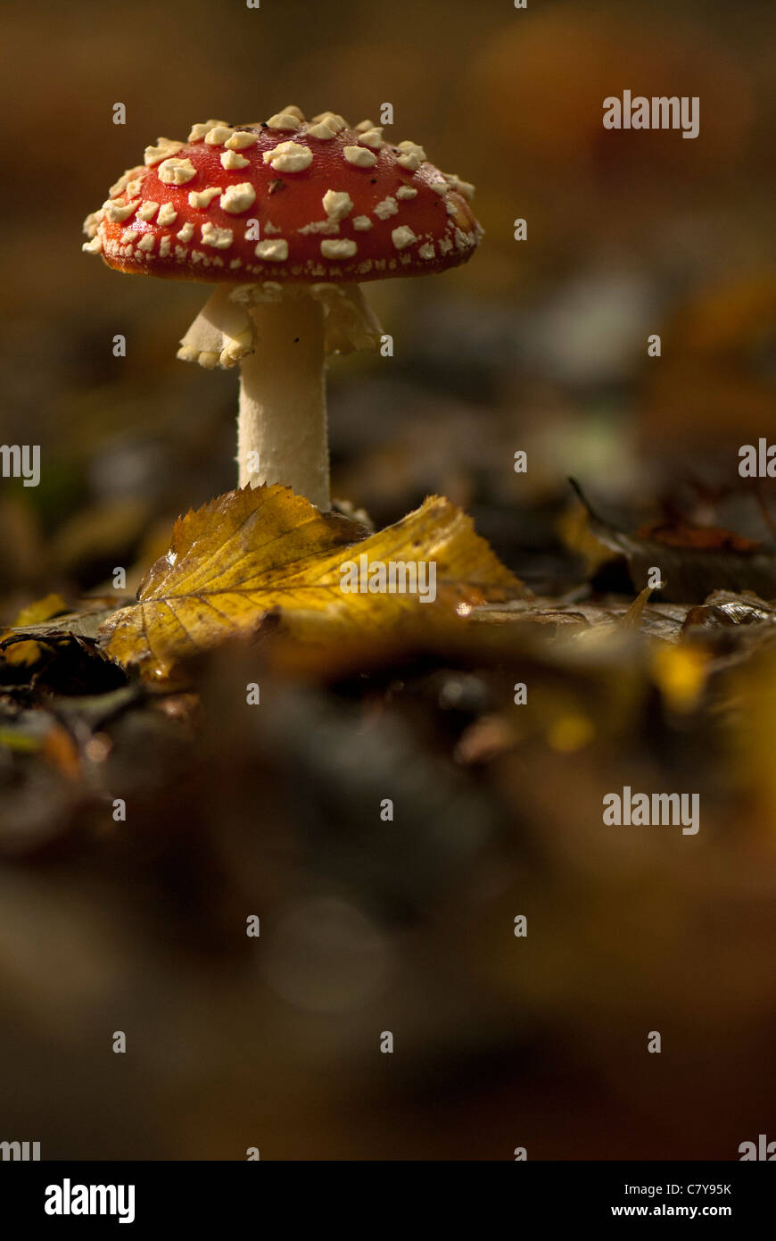 Fly Agaric toadstool emerging in the early autumn from the leaf covered ...