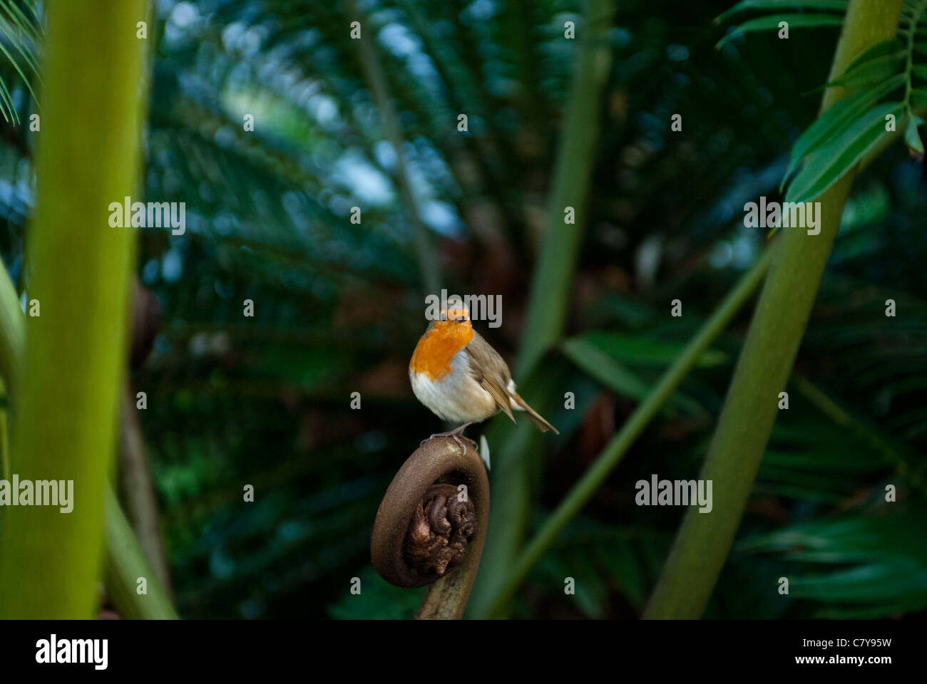 Robin fern hi-res stock photography and images - Alamy