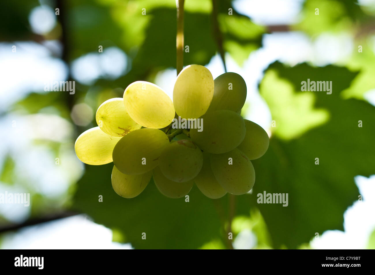 A small peace of grape's cluster Stock Photo - Alamy