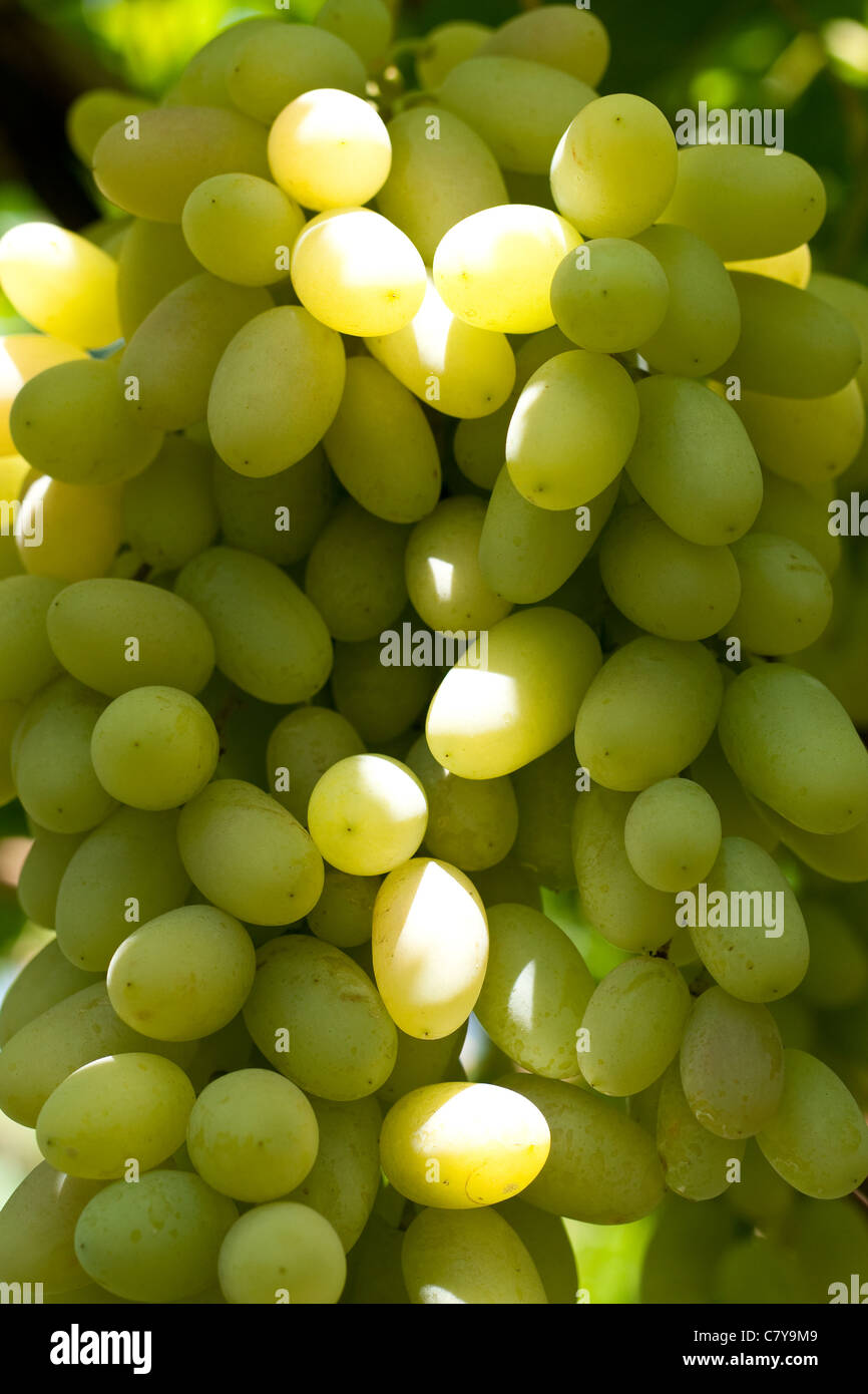A big peace of grape's cluster Stock Photo - Alamy