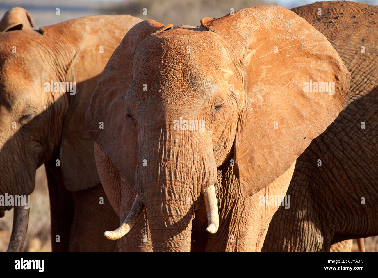 A herd of Elephants, Tsavo East National Park, Kenya Stock Photo - Alamy