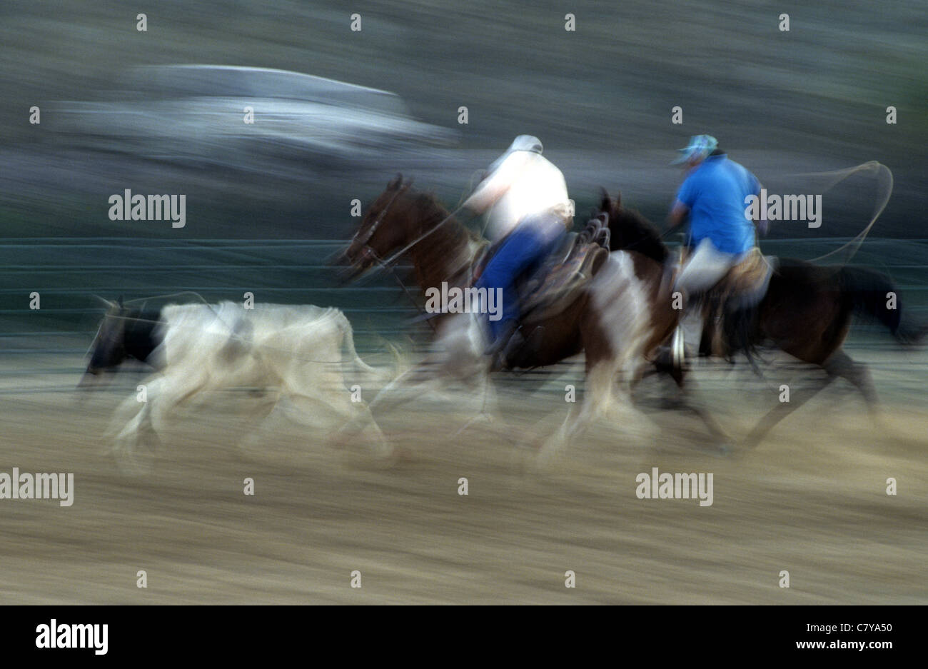 Rodeo cowboys calf roping in hi-res stock photography and images - Alamy