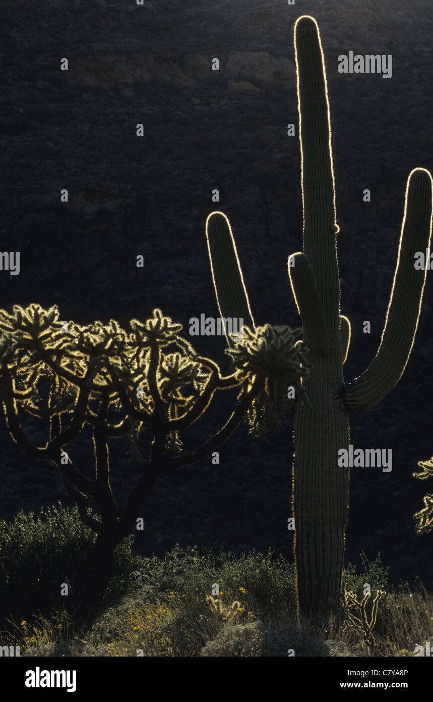 Backlit backlighting cactus hi-res stock photography and images - Alamy