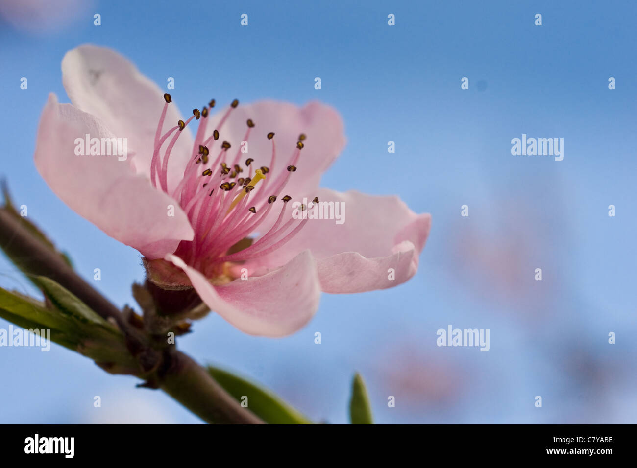 Peach flowering branch hi-res stock photography and images - Alamy