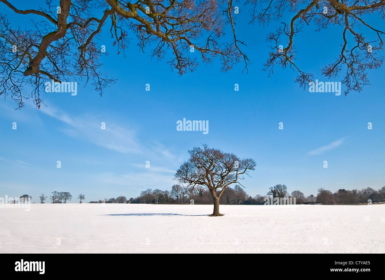 Glorious tree hi-res stock photography and images - Alamy