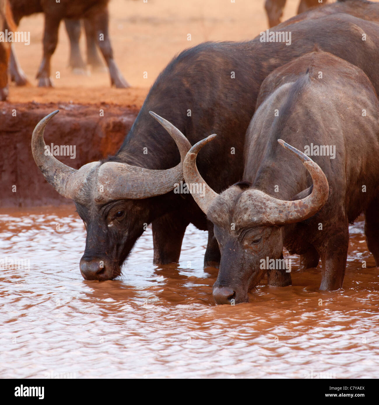 Drinking buffalo hi-res stock photography and images - Alamy