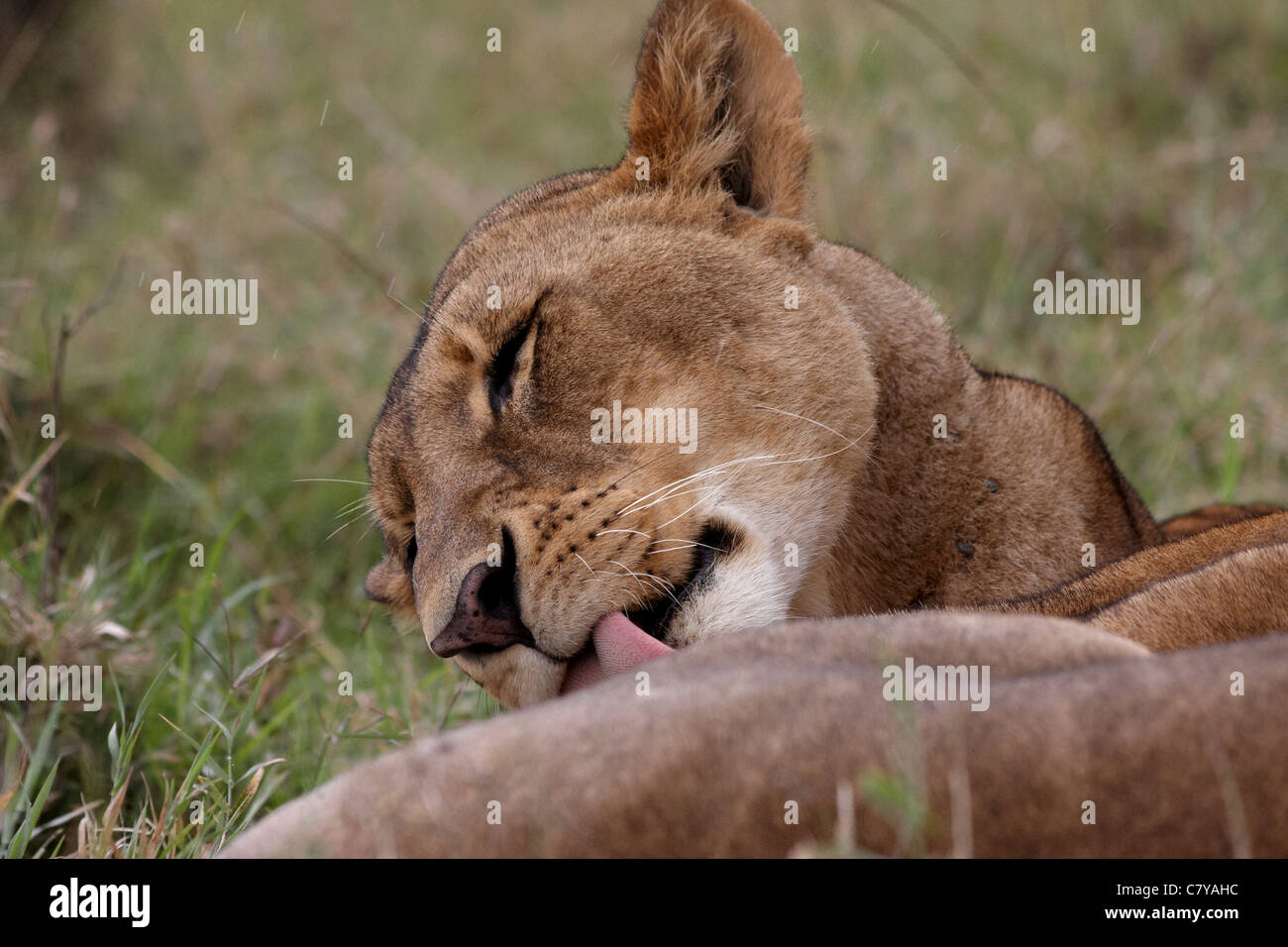 Lion grooming hi-res stock photography and images - Alamy