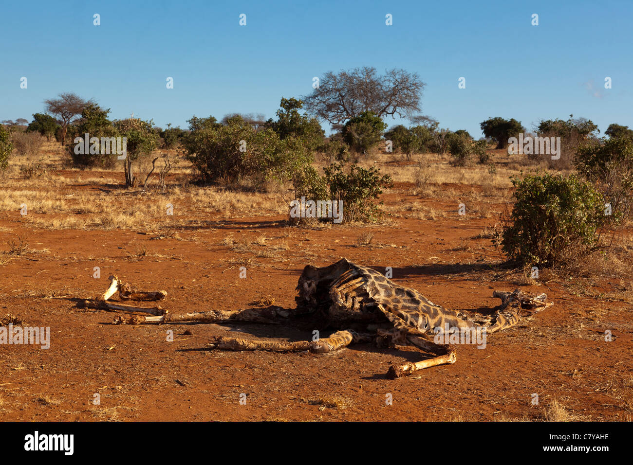 Decomposing giraffe having been attacked and eaten by Lions, Tsavo East ...