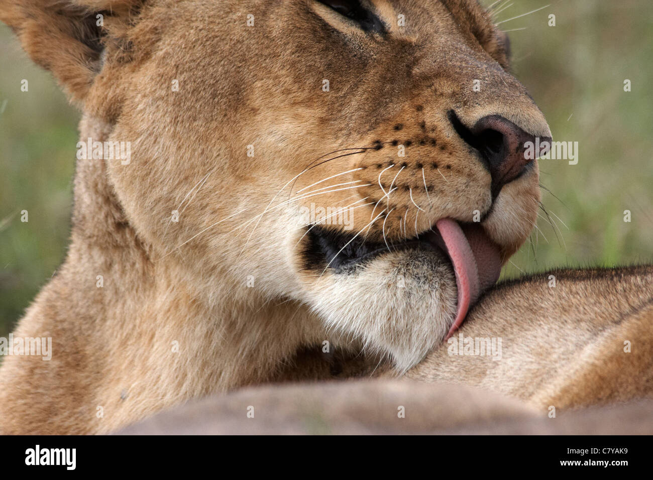 Lion lioness grooming hi-res stock photography and images - Alamy