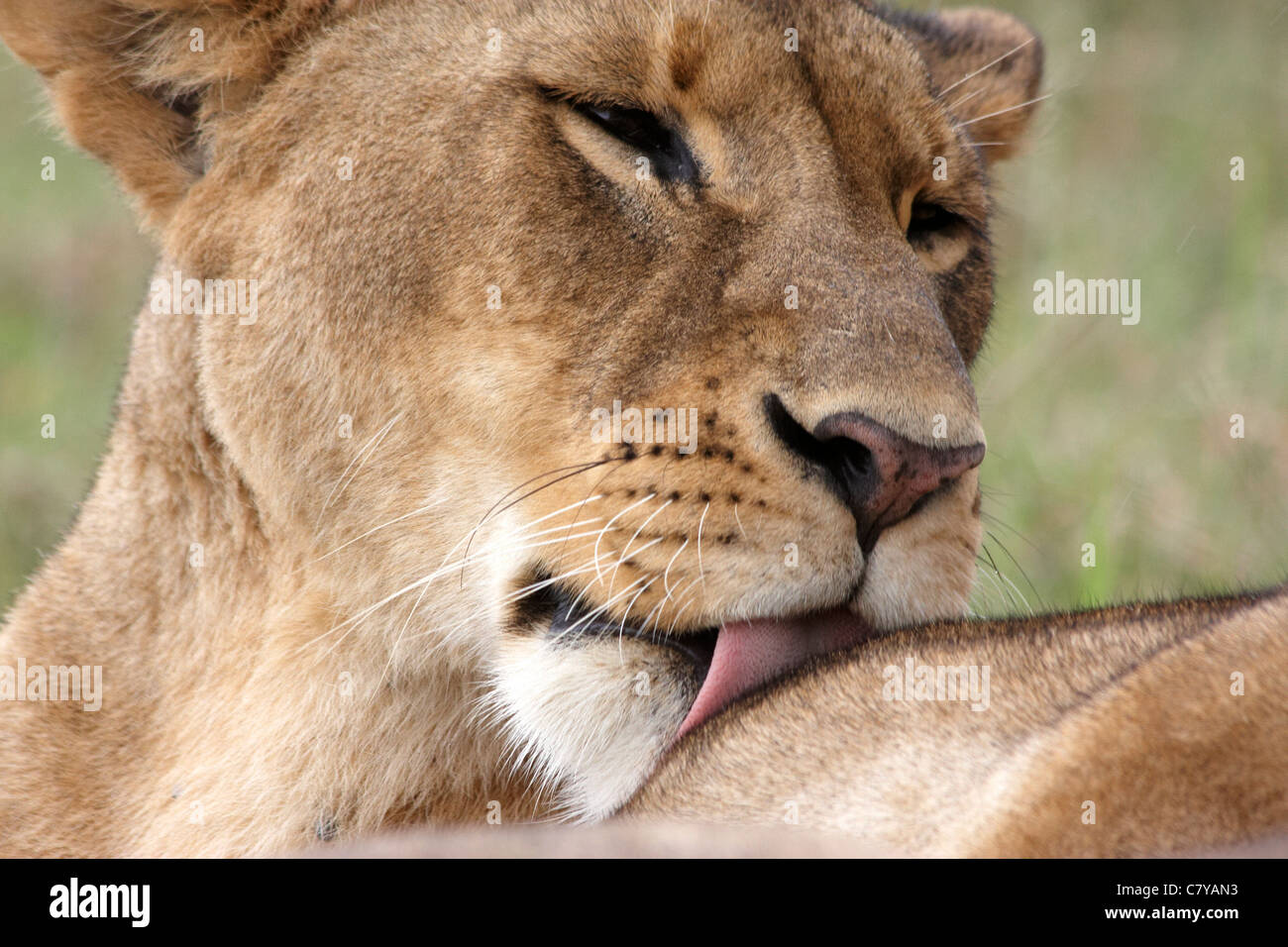 Grooming lions (Panthera leo Stock Photo - Alamy