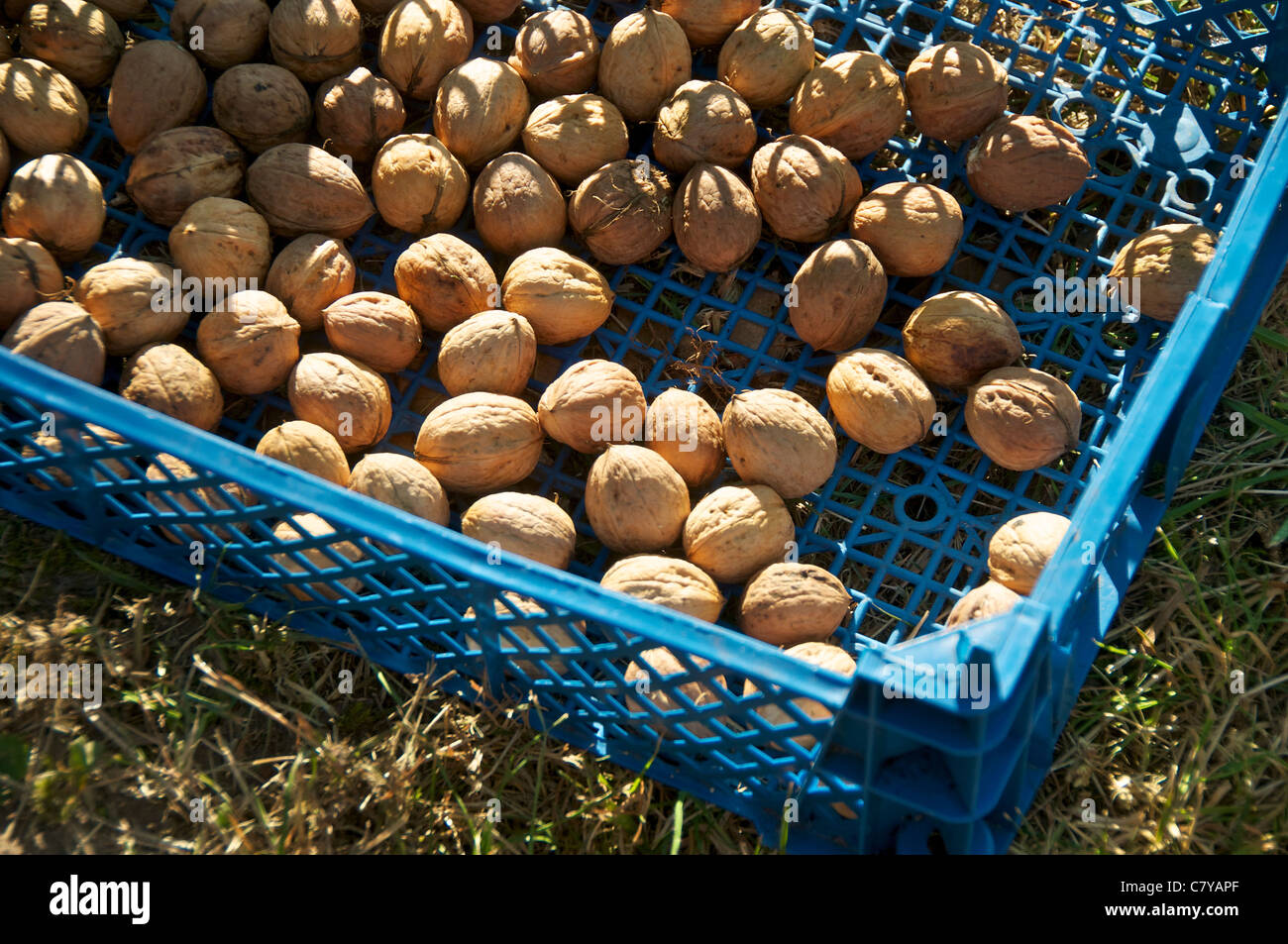 Plastic basket with harvested walnuts on a small hobby farm in Germany ...