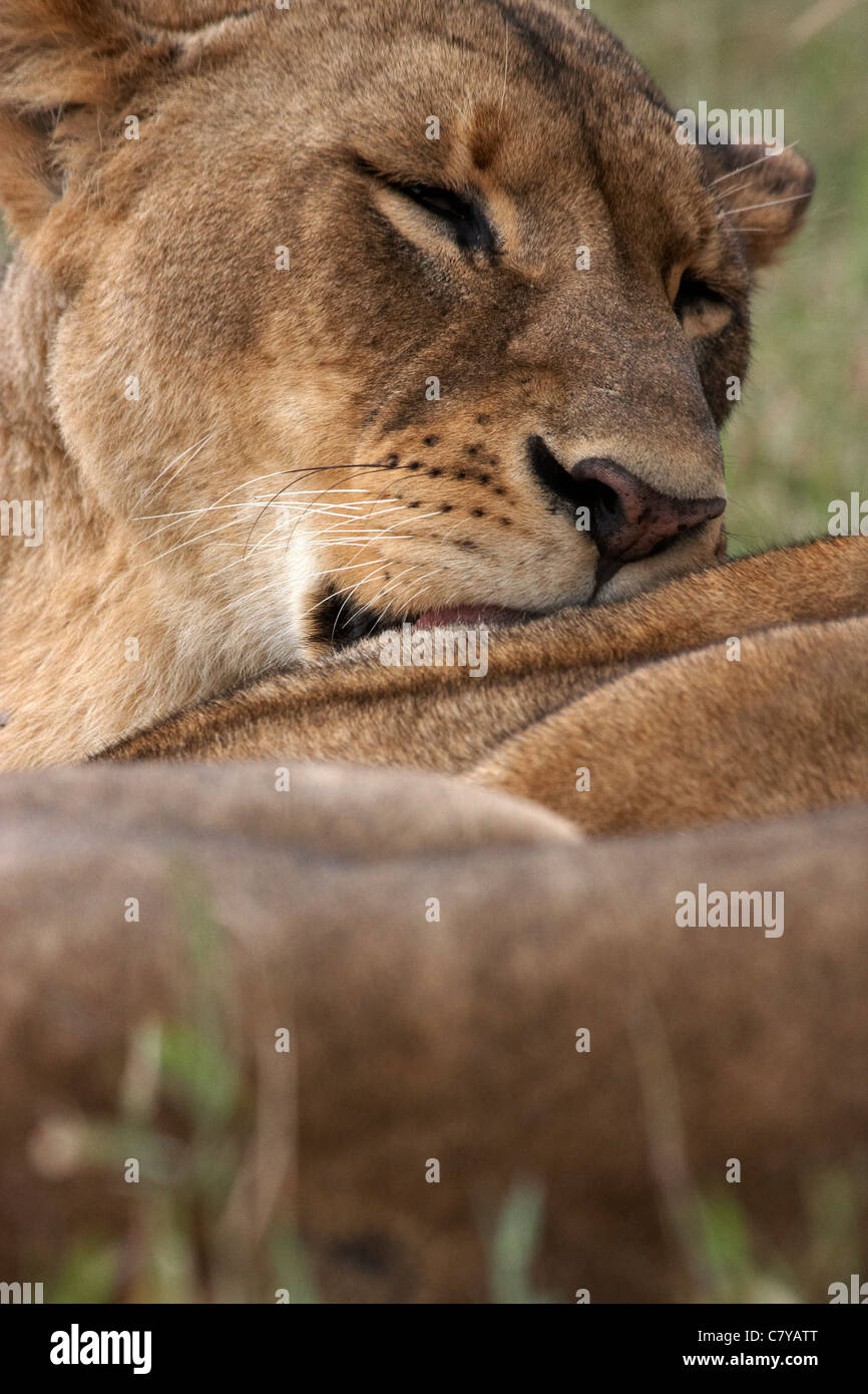 Lion lioness grooming hi-res stock photography and images - Alamy