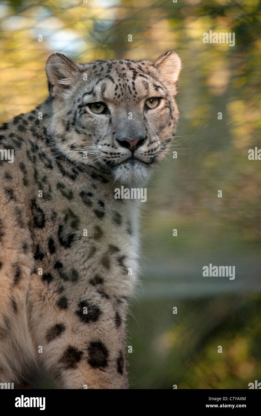 Male snow leopard looking towards camera Stock Photo - Alamy