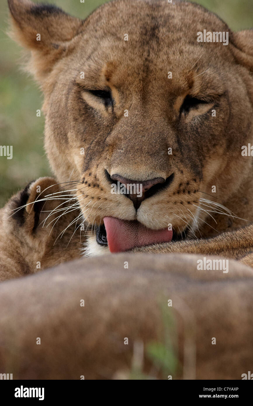 Lion grooming hi-res stock photography and images - Alamy