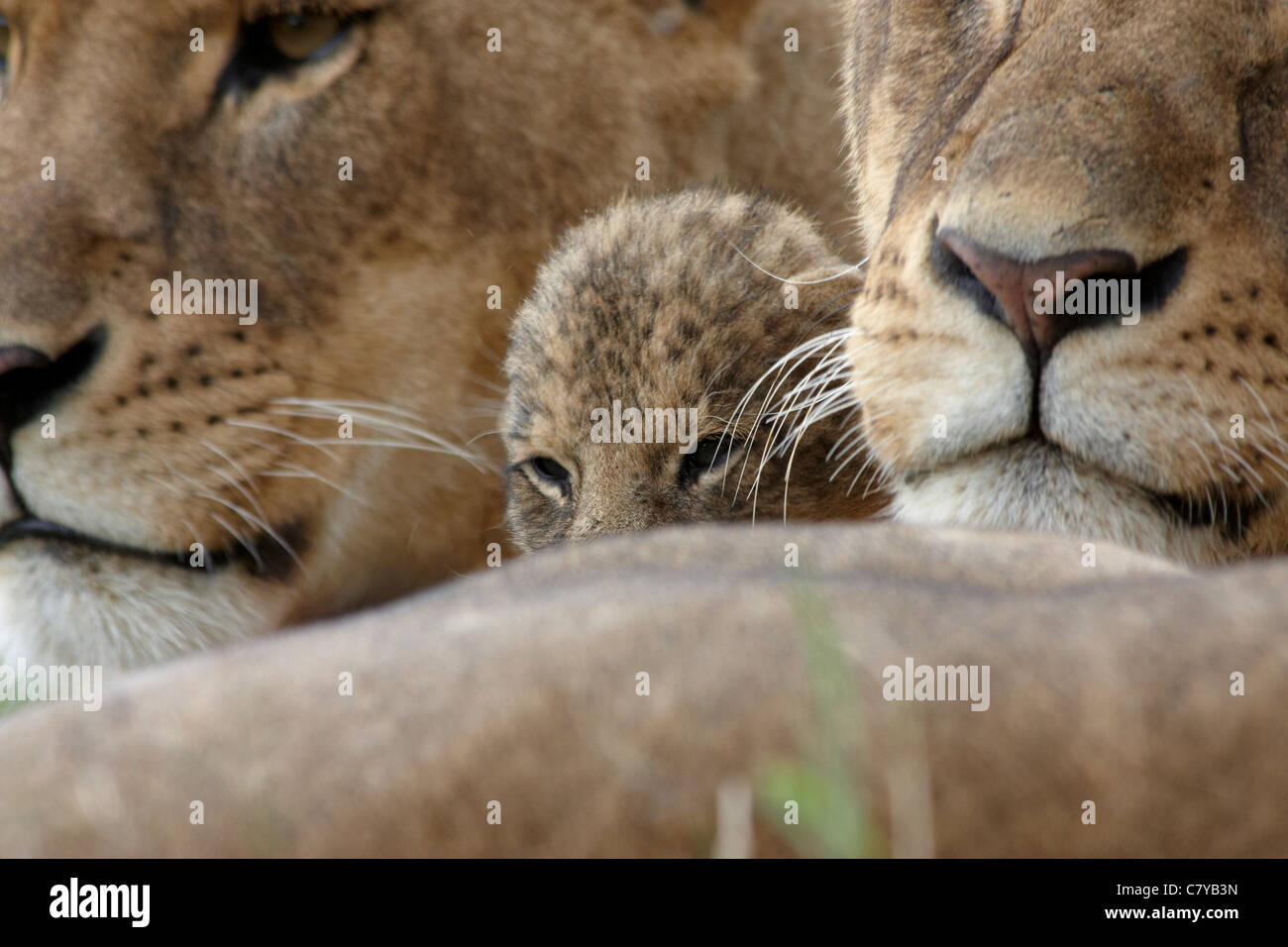 Lions nose hi-res stock photography and images - Alamy