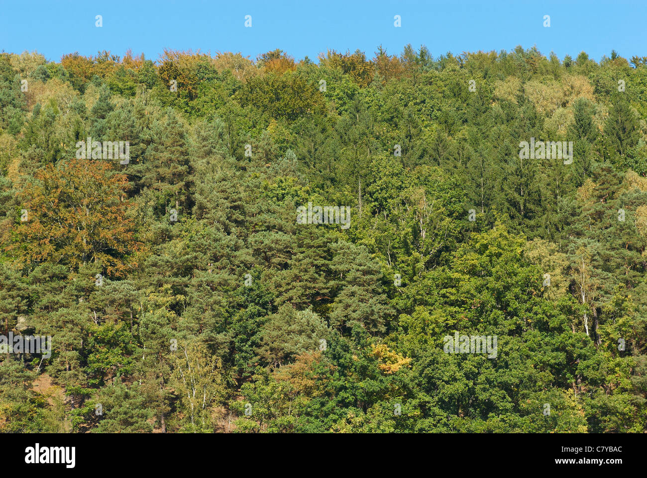 Trees in fall colors, forest in autumn Stock Photo - Alamy