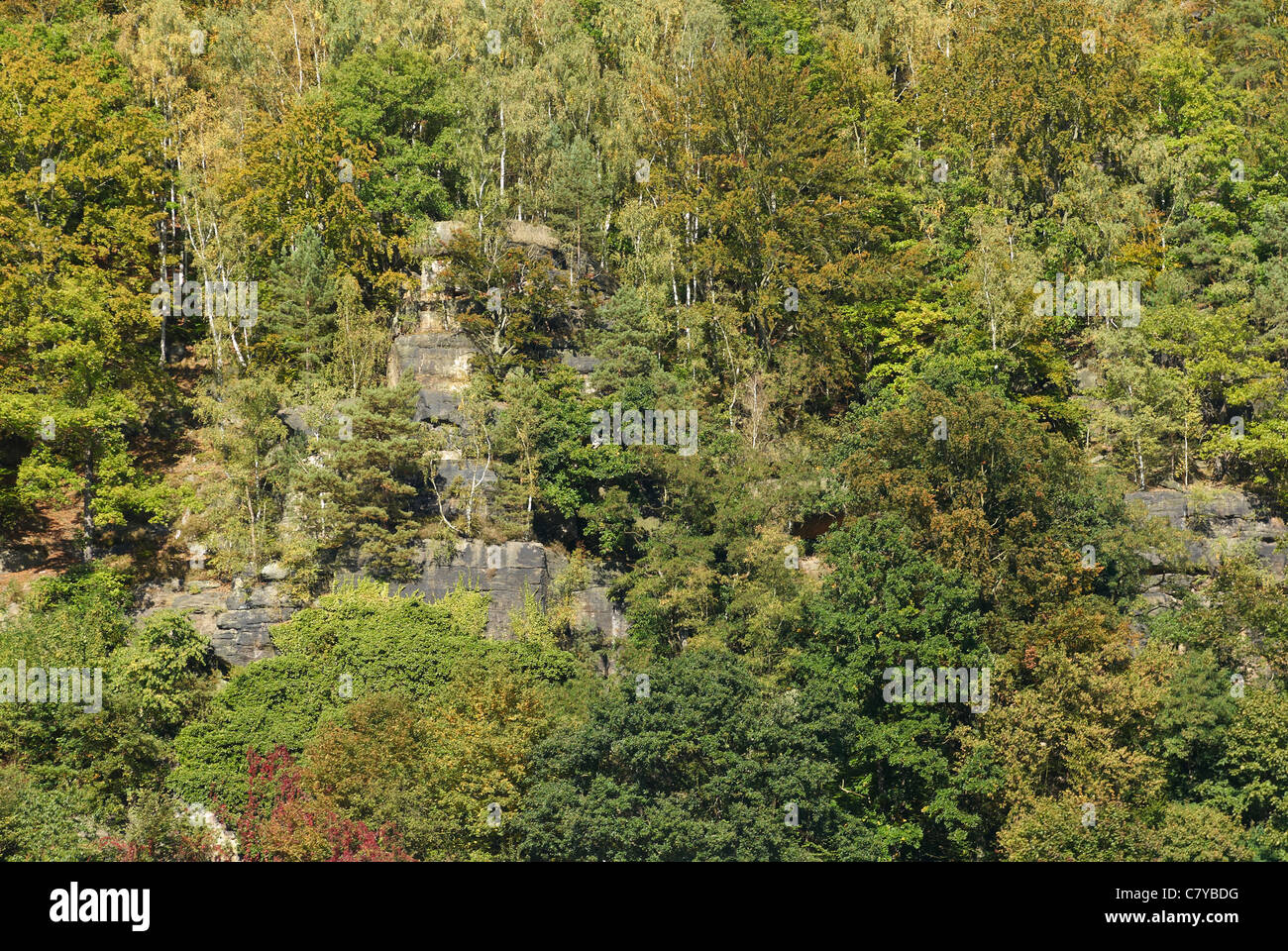 Trees in fall colors, forest in autumn Stock Photo - Alamy