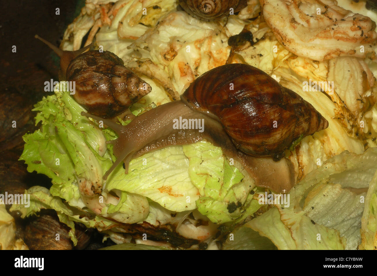 Dinner for two. Two snails on lettuce Stock Photo - Alamy