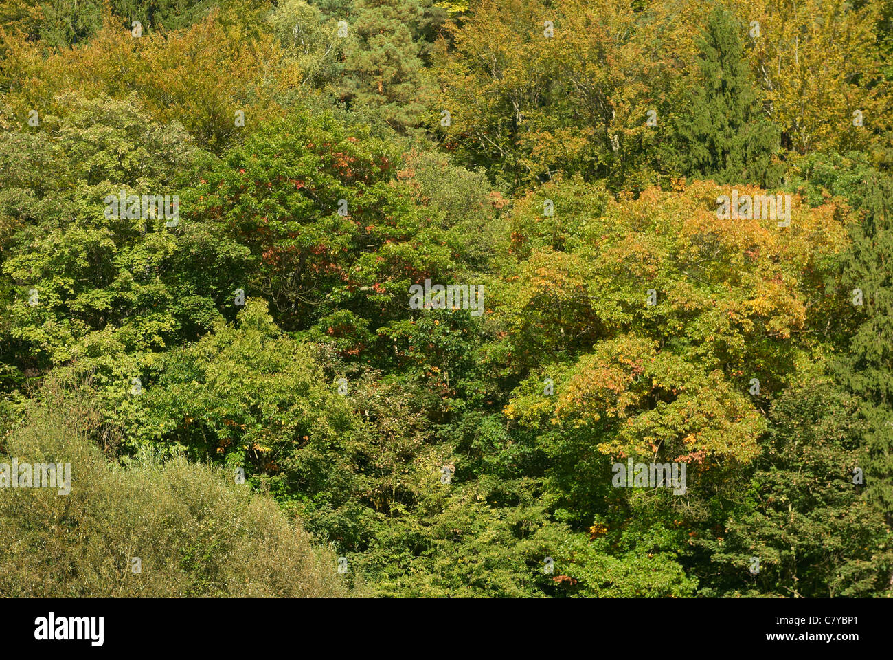 Trees in fall colors, forest in autumn Stock Photo - Alamy