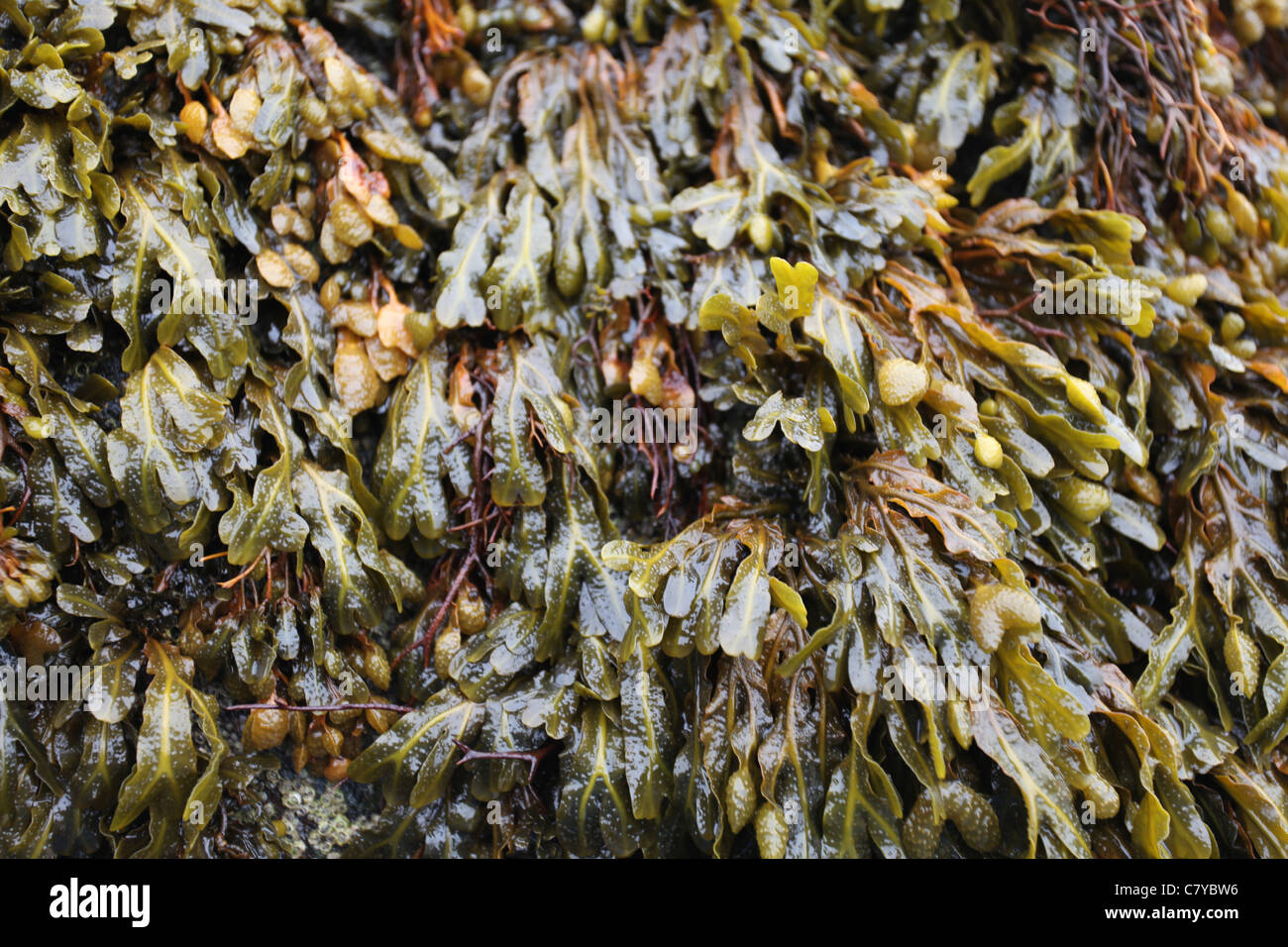 Closeup of Seaweed Stock Photo - Alamy