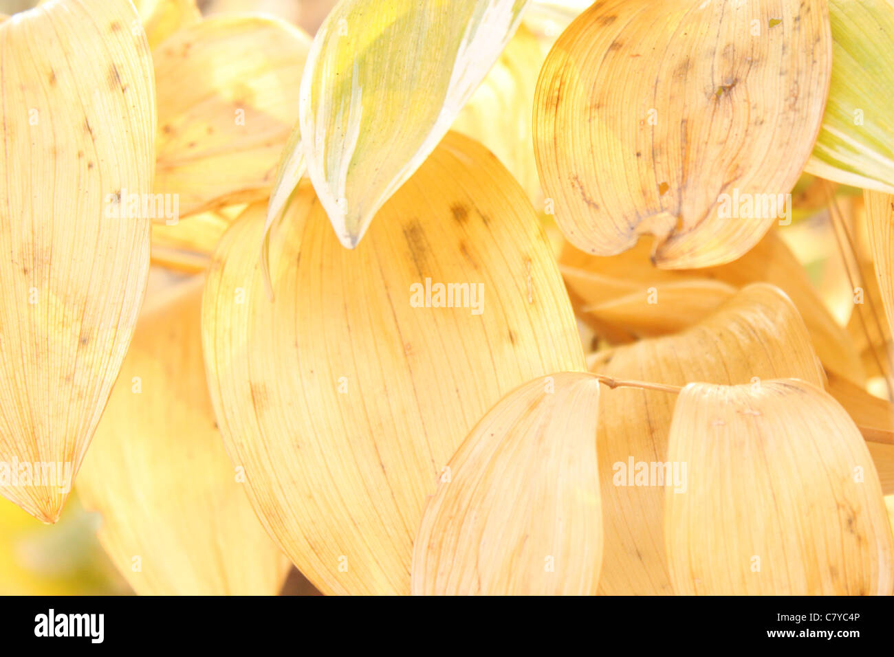 Screen filled with leaves hi-res stock photography and images - Alamy