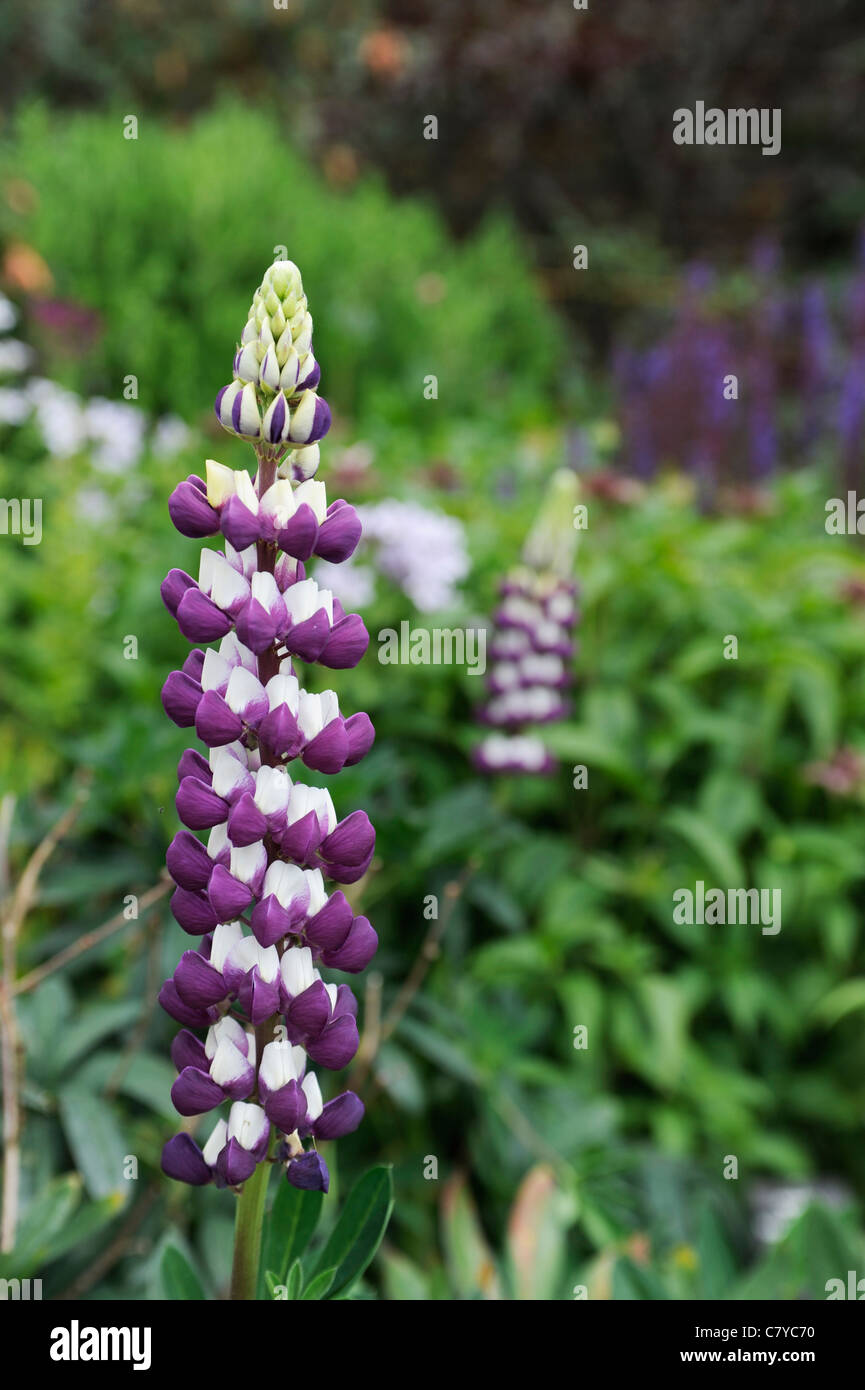 Lupin flowers in early summer Stock Photo - Alamy