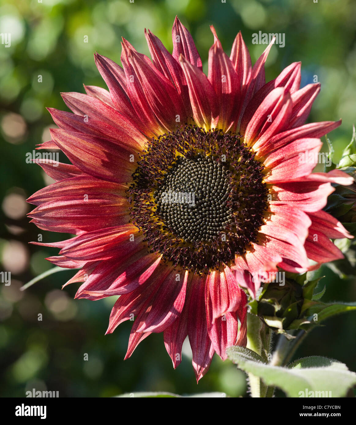 High resolution macro image of a red sunflower Stock Photo - Alamy