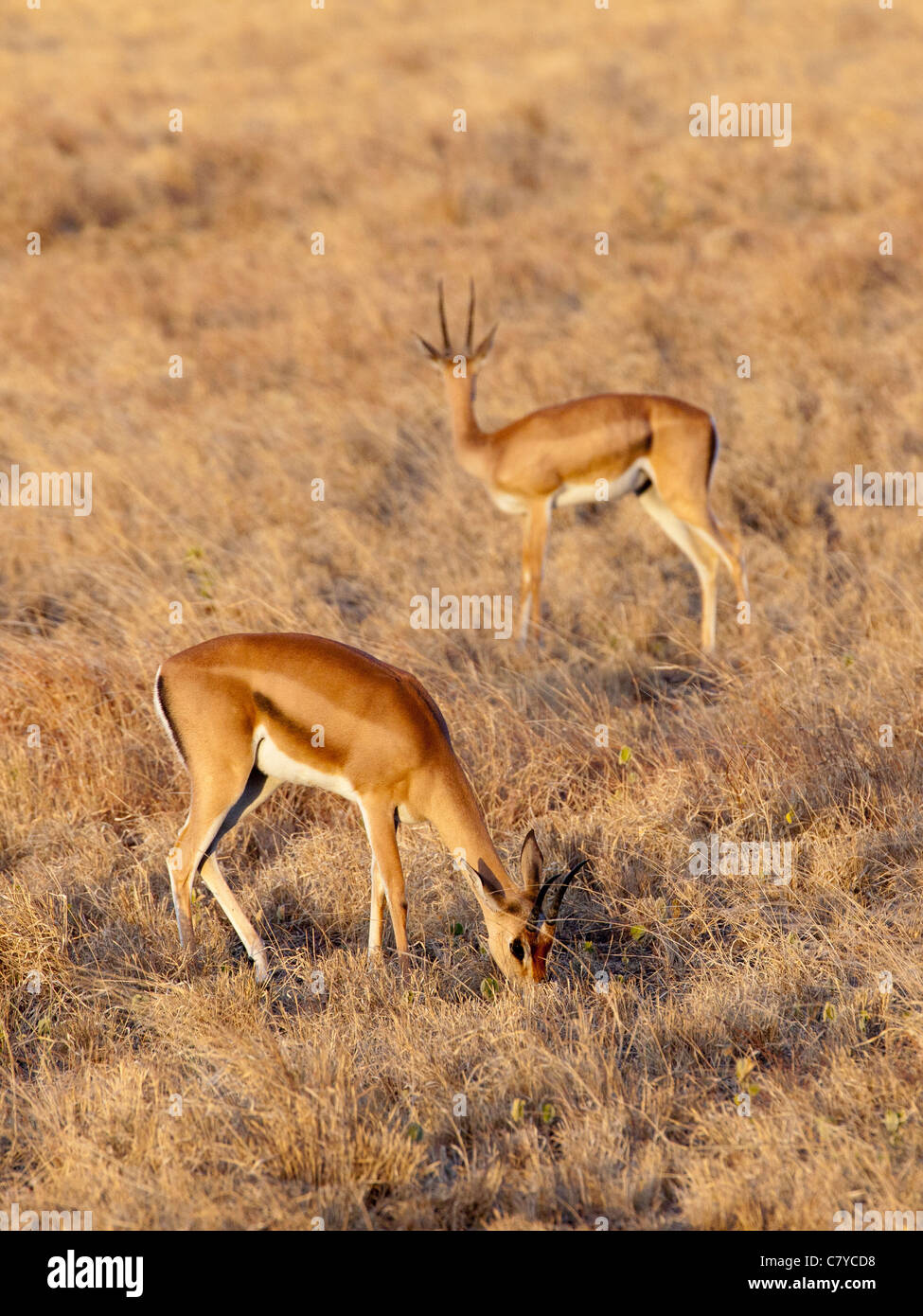 Impala eating grass hi-res stock photography and images - Alamy