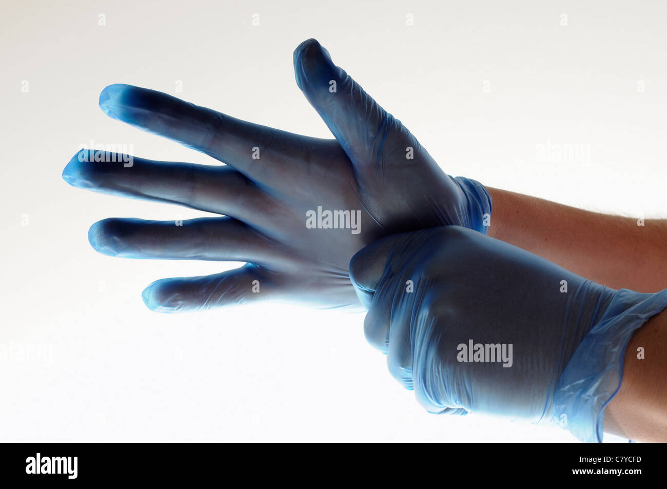Pulling a pair of blue vinyl protective gloves onto hands Stock Photo ...
