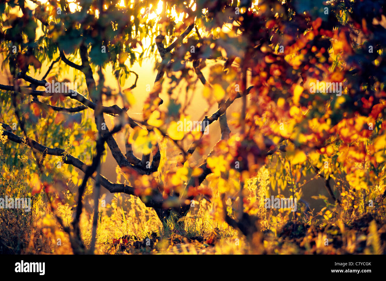 Langa area hi-res stock photography and images - Alamy
