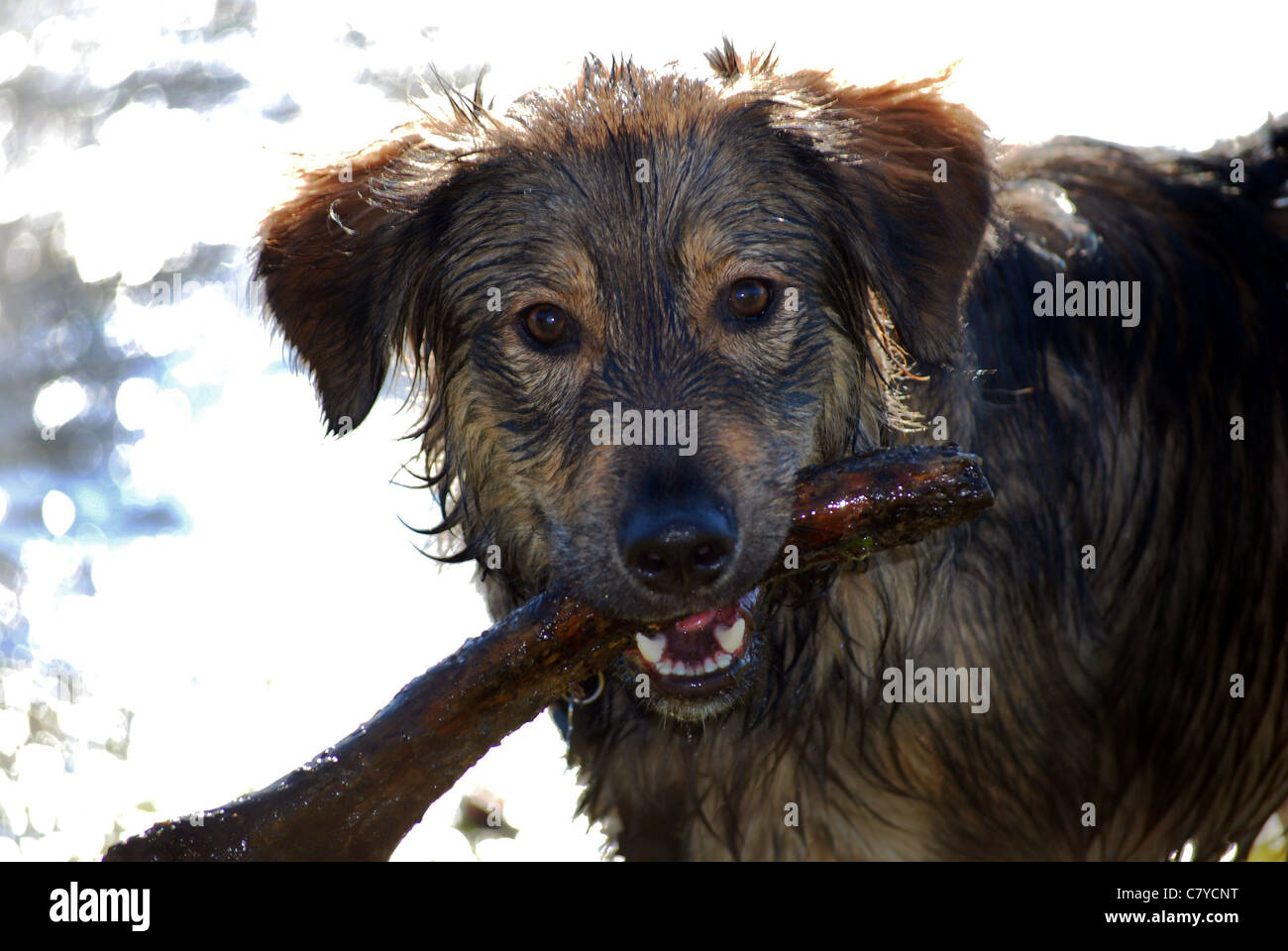 Alsatian collie hi-res stock photography and images - Alamy