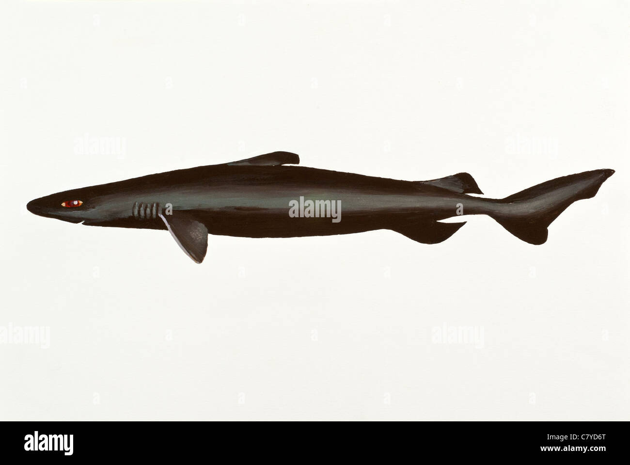 Portuguese dogfish centroscymnus coelolepis hi-res stock photography ...